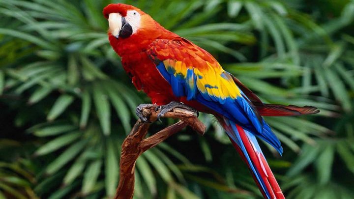 The Parrot and The Jackal Story - Short Stories