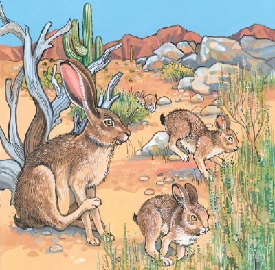 Little Jack Rabbit Story - Animal Stories