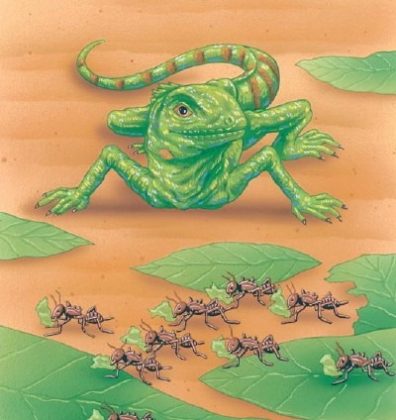 Little Lizard Story - Animal Stories